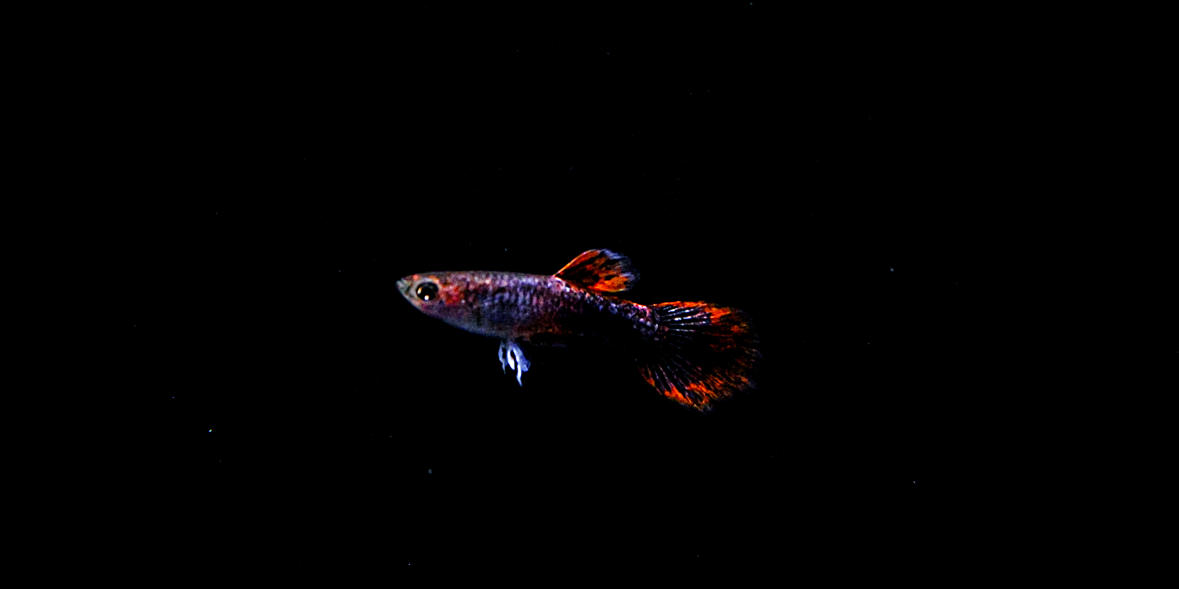 Pink Tuxedo Guppy Pair – Bar S Aquatics